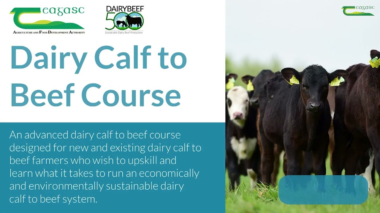 Dairy Calf to Beef Course - YouTube
