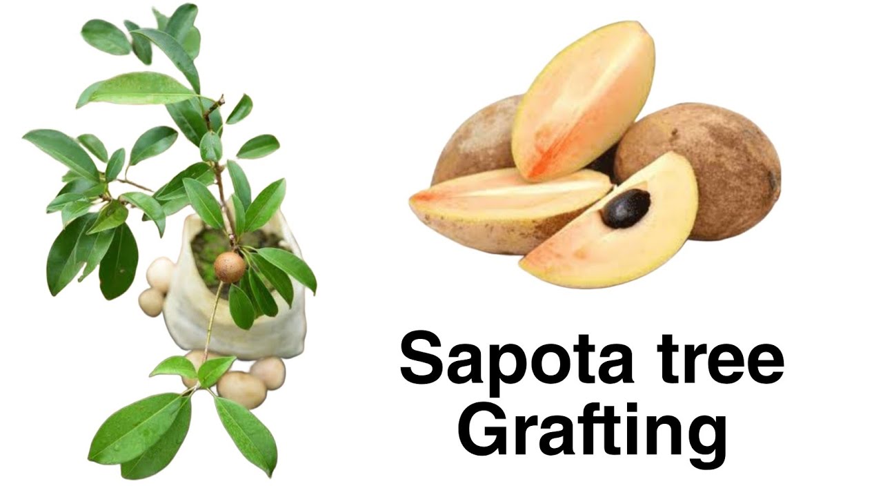 sapota tree Grafting /चीकू कलम - YouTube