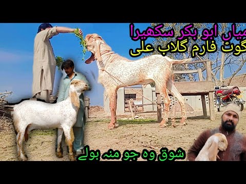 Today Vlog On |√√Pakistan Most Famous|•| Goat Breed Makhicheni√ ...
