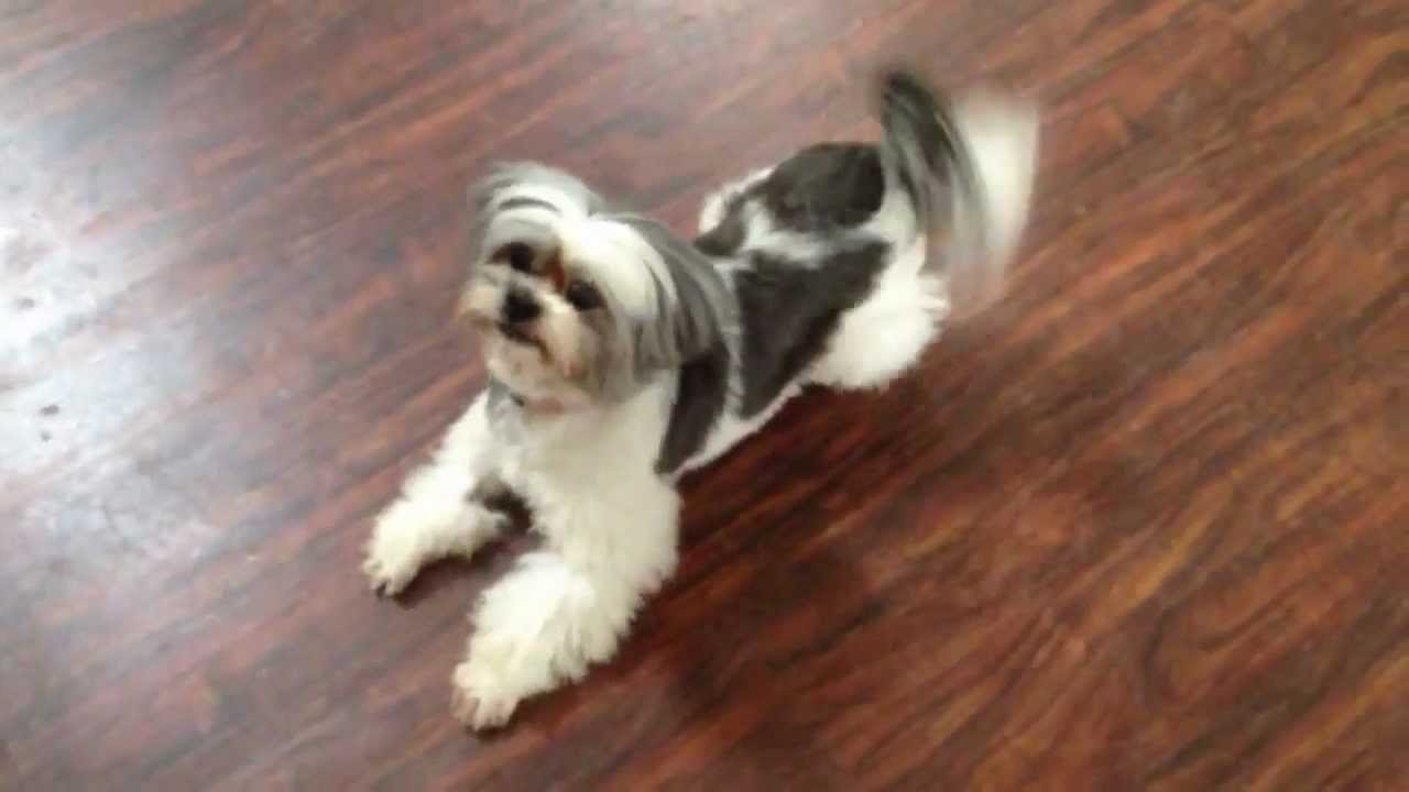 Shih Tzu So Excited For Food - YouTube