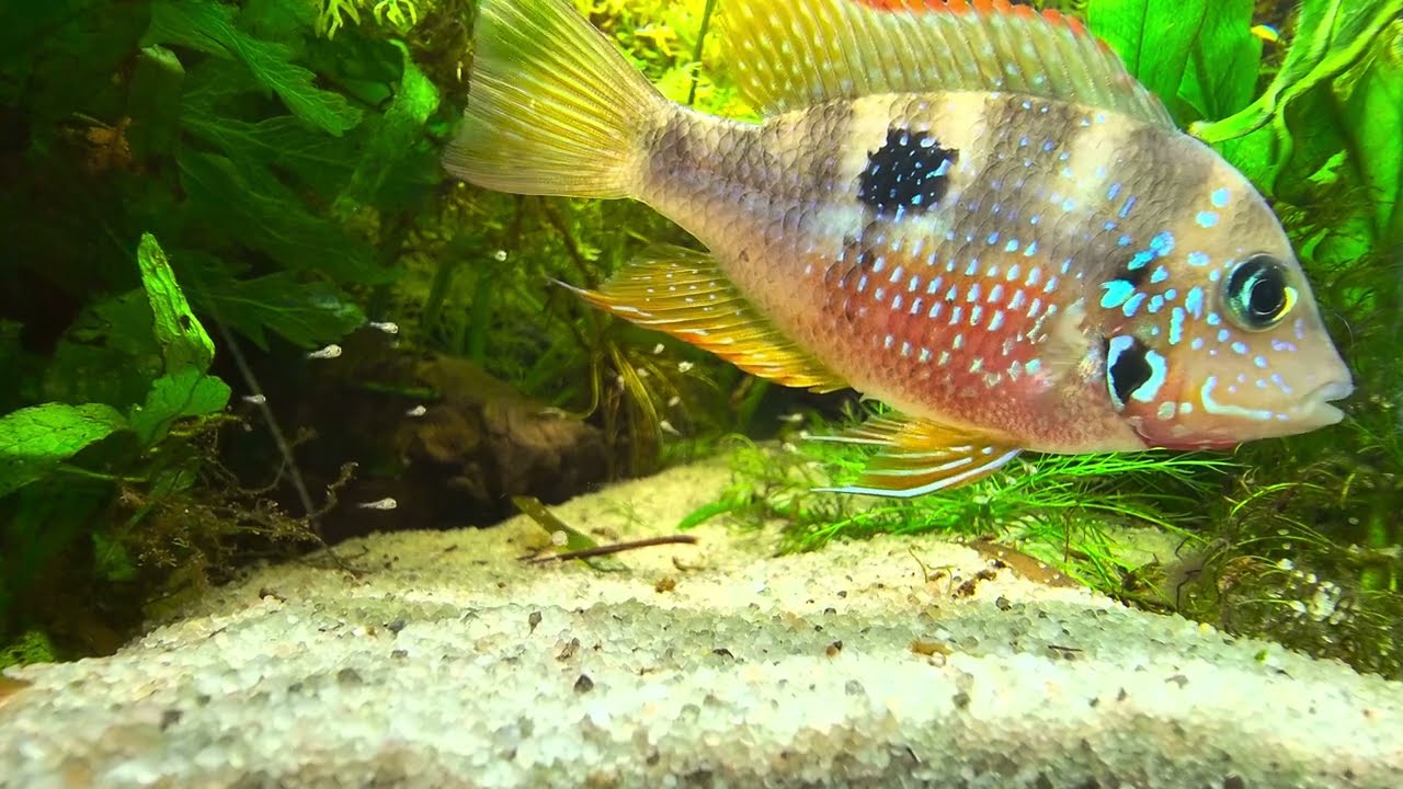 Baby Fish • Parenting Cichlids • Thorichthys ellioti [4K] - YouTube
