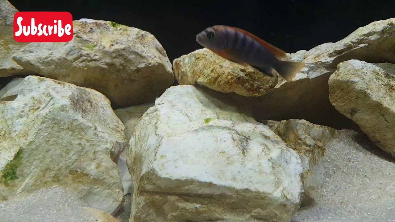 Labidochromis hongi sweden (Macho y hembra) Mbuna Malawi - YouTube