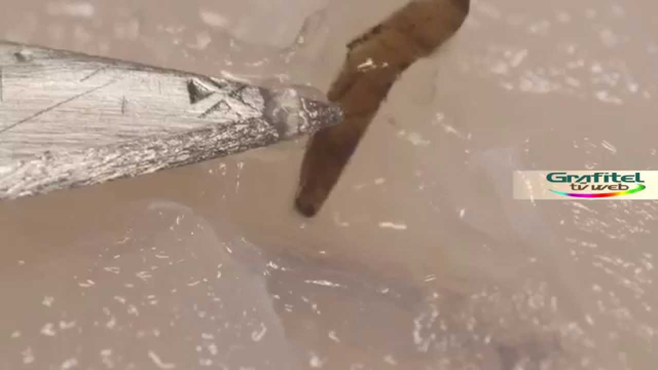 Merluza Austral con Parásitos - YouTube