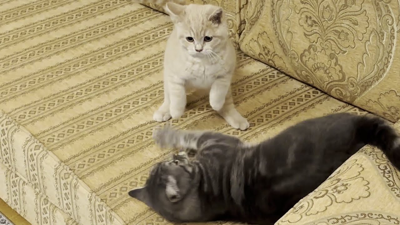 Kitten Wiggles Butt Before Pouncing On Cat - YouTube