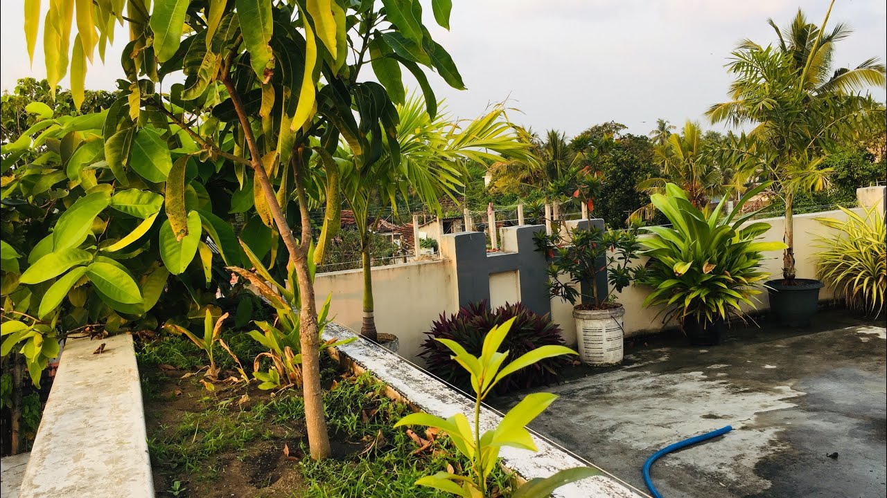 Big Trees Terrace | Rooftop Trees | Gardening | Habi’s home - YouTube