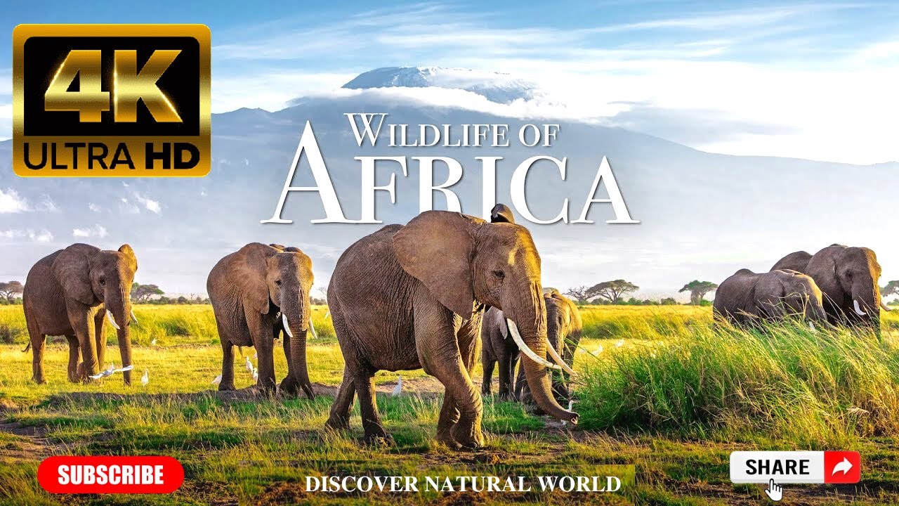 Wildlife of Africa in 4k - Relaxation with African music | Wild Animals ...