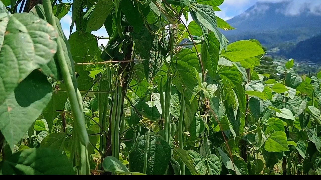 picking chickpeas - YouTube