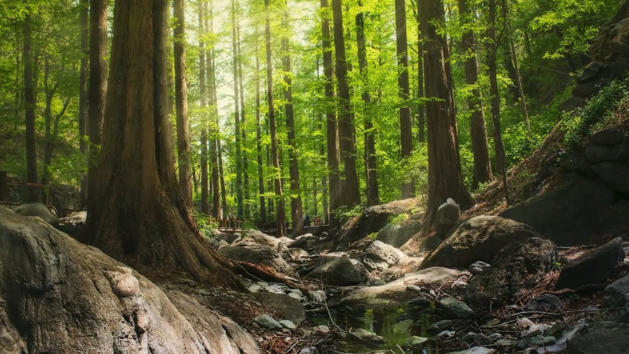 Great for relaxing and soothing 🌳 Sounds of the forest and birdsong ...