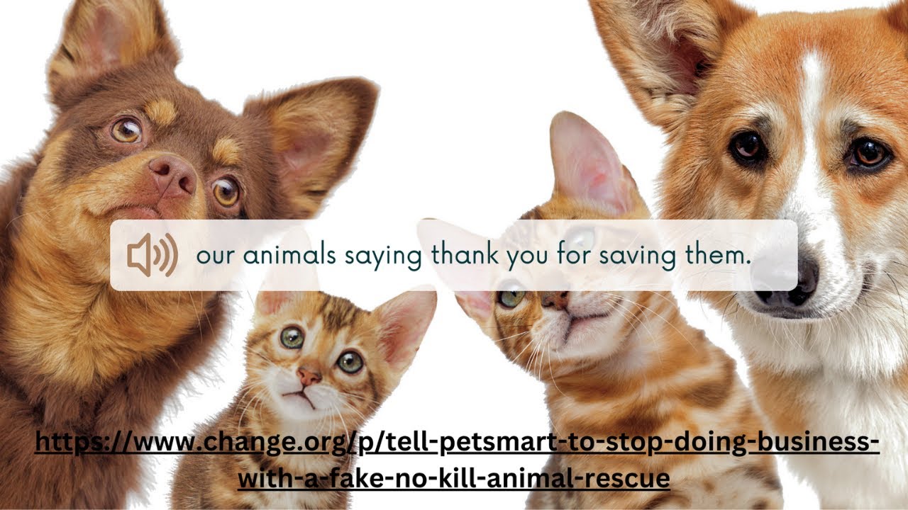 Animals Saying Thank You