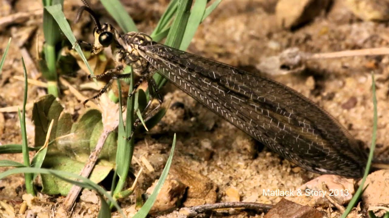 Texas Wild: Ant-Lion - YouTube