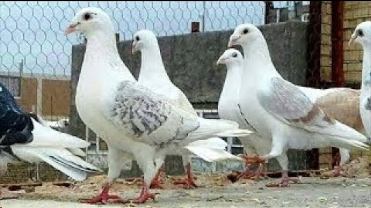High flying pigeons lofts and breeding pair - YouTube