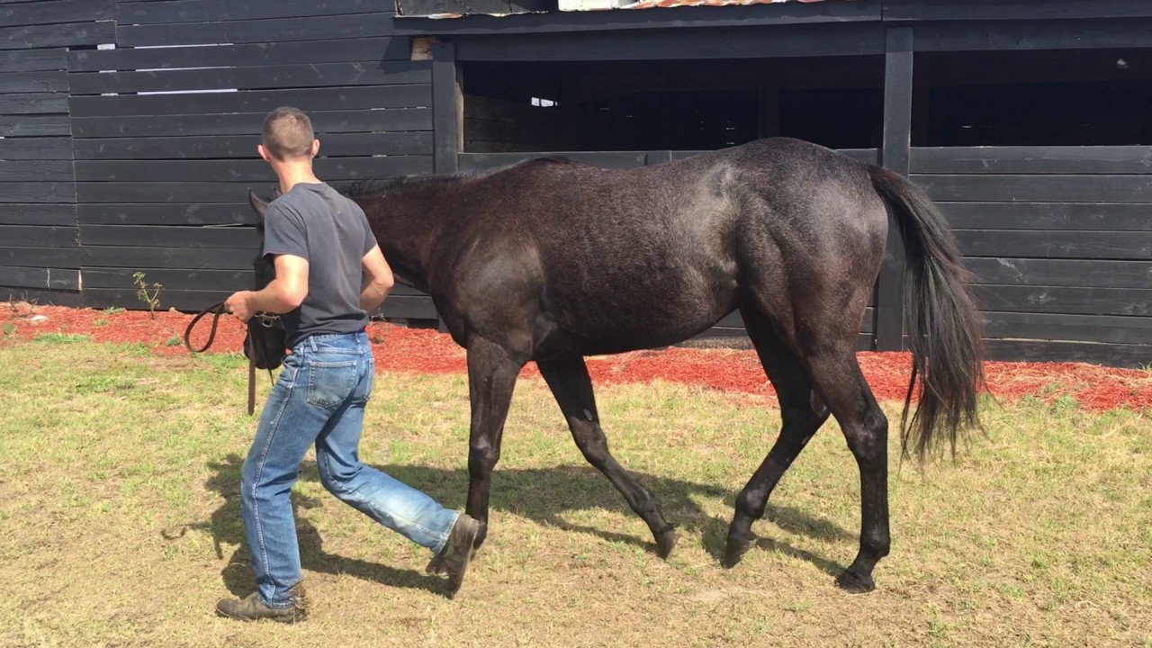 Thoroughbred Filly in Race Training - YouTube