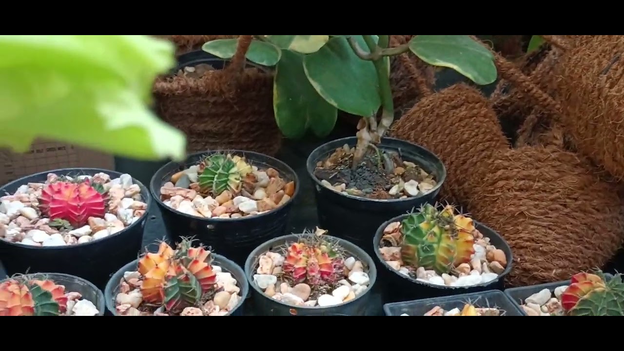 SM Ecoland Davao city browsing - YouTube