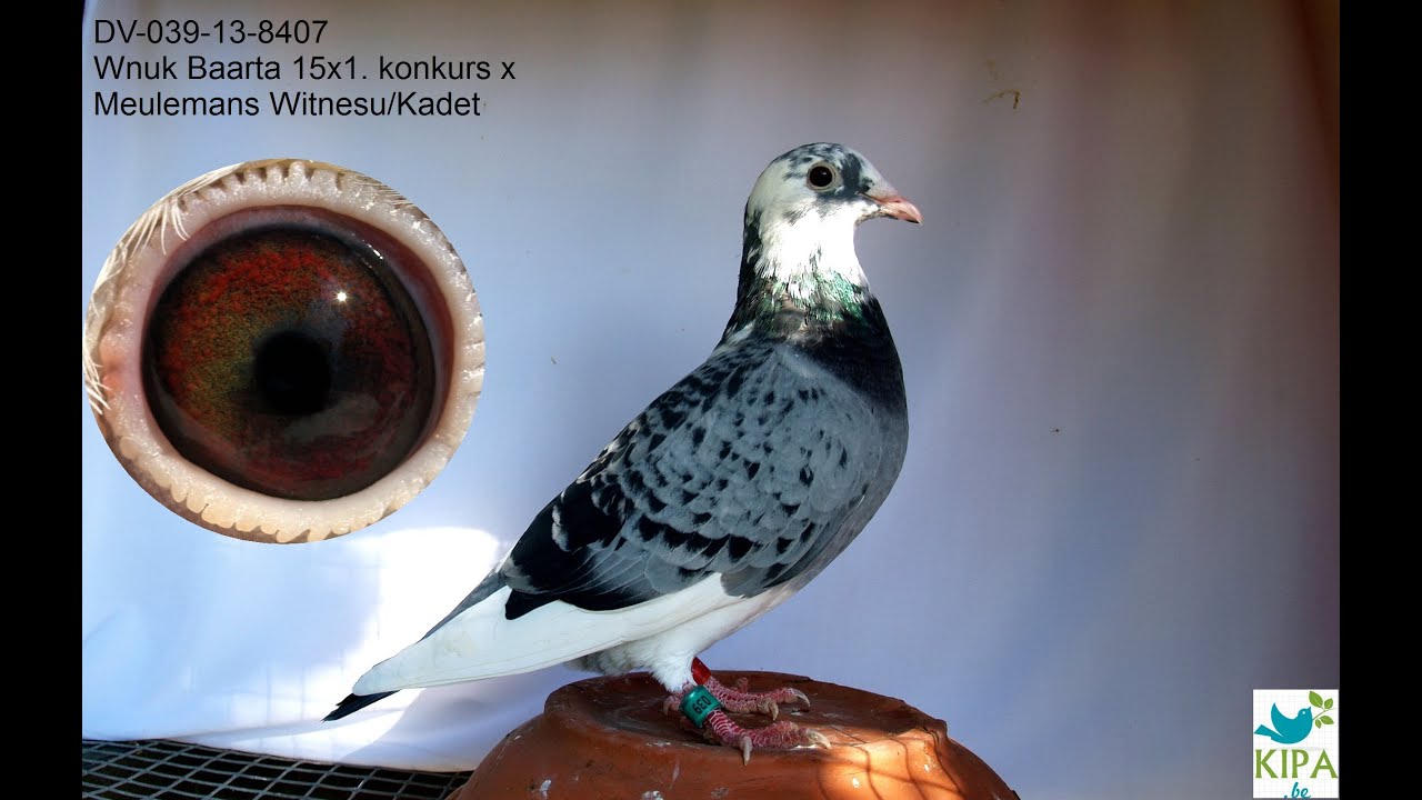 Pigeon Bart Meulemans 15x1. kon. x Champion Pantani (Best of Belgium ...