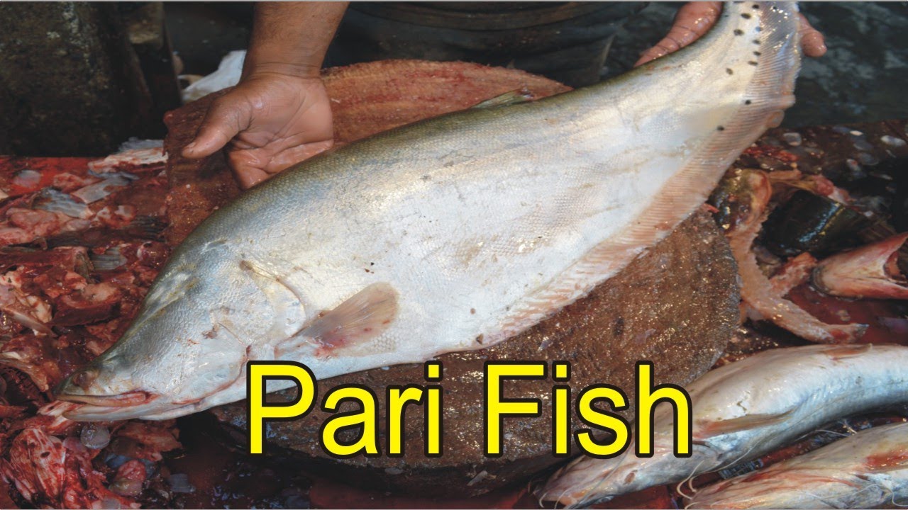 Pari Fish Cutting | Big Pomfret Fish Cutting | Pari Pomfret Fish ...