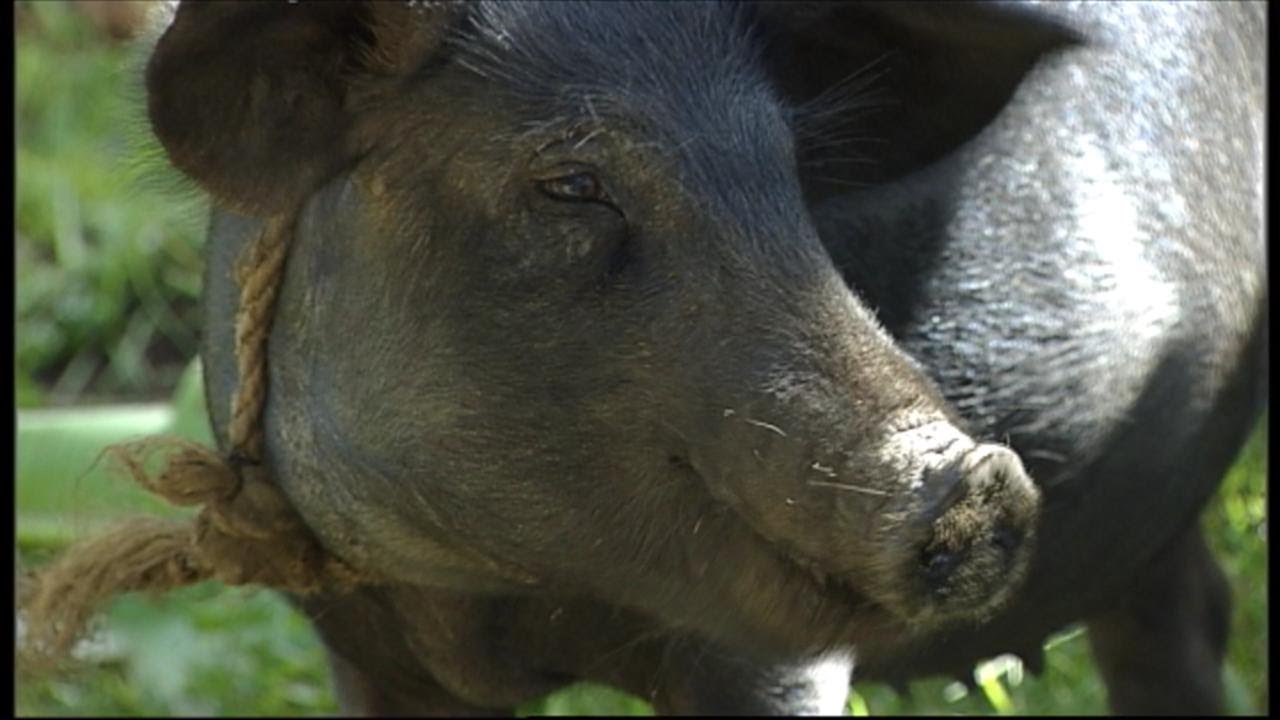 Pig Deal Revisited | A pig project ran by The Salvation Army in Haiti ...