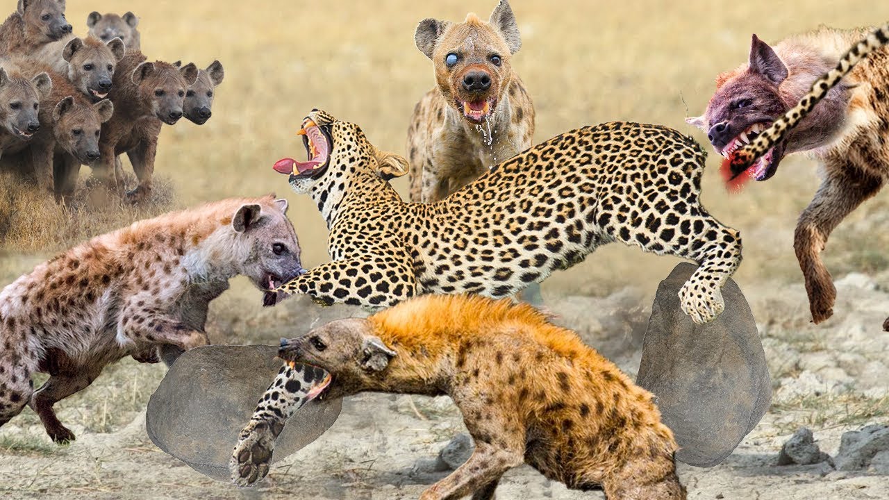 Amazing! Hyenas Cleverly Humiliated Leopard, Making It Leave Prey And ...