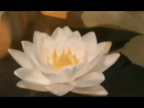 Laura Palmer Theme (Instrumental) | TikTok Best Part – Slowed