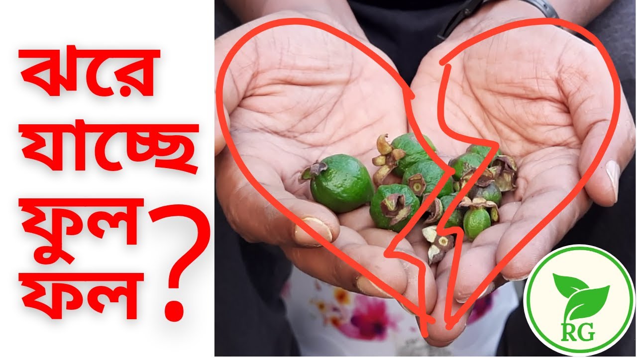 অকালে ঝরে যাচ্ছে ফল গাছের ফুল-ফল? এই কাজগুলো করুন | How to STOP Flower ...