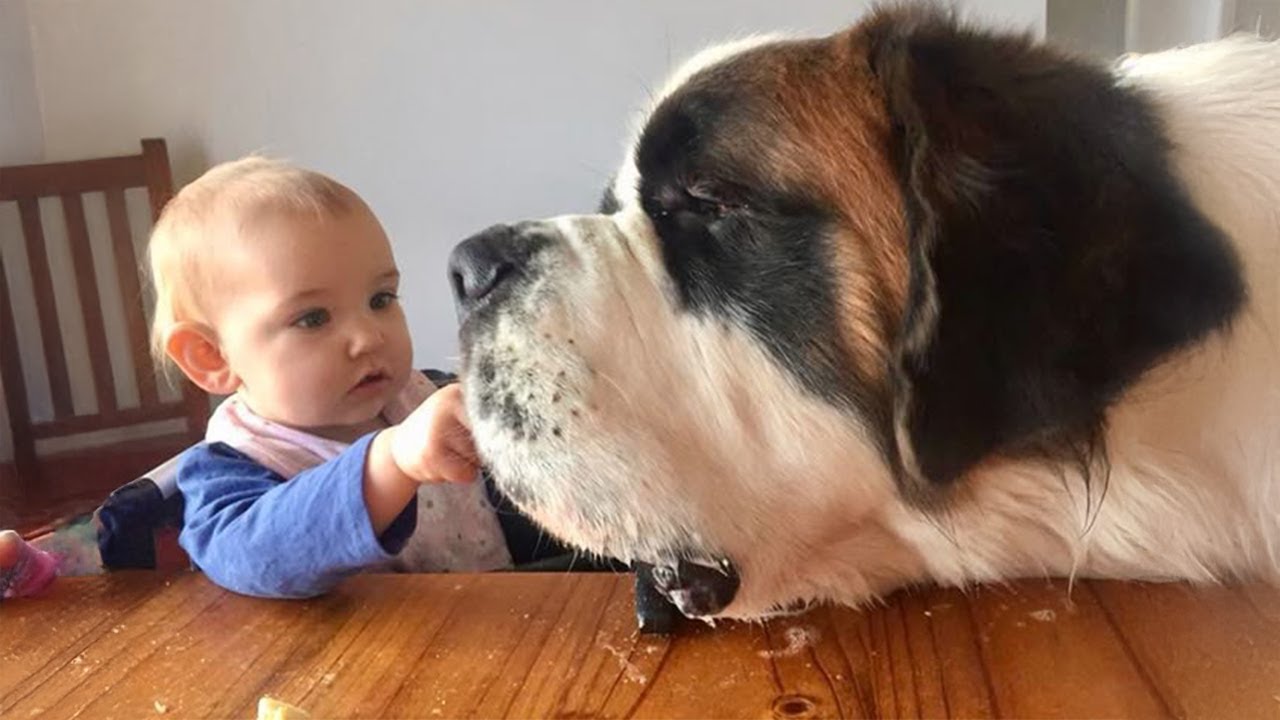 150 Pound Dog Grows Up With His Baby 😁 FUNNIEST Dogs and Babies Video ...