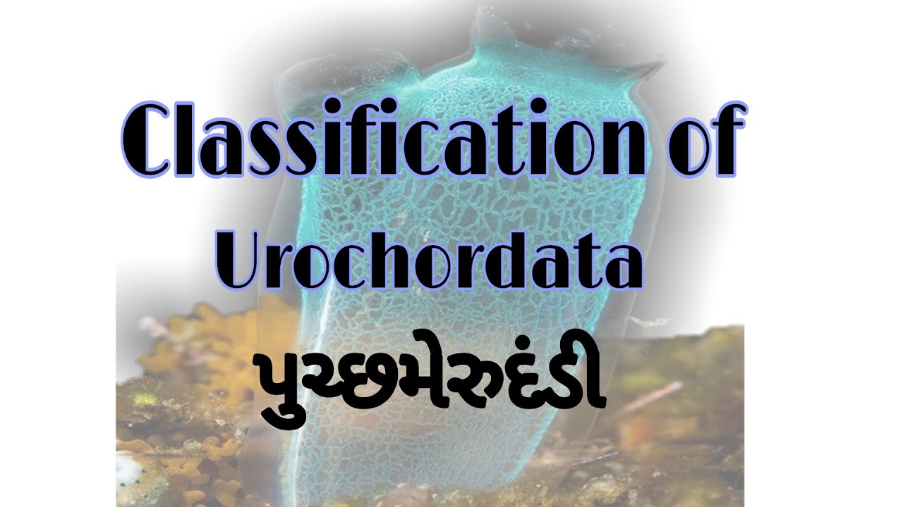 Classification of Urochordata| upto order| પુચ્છમેરુદંડી - YouTube