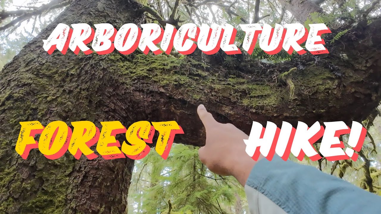 Arboriculture: Learning from trees in the forest.(Certified Arborist) - YouTube