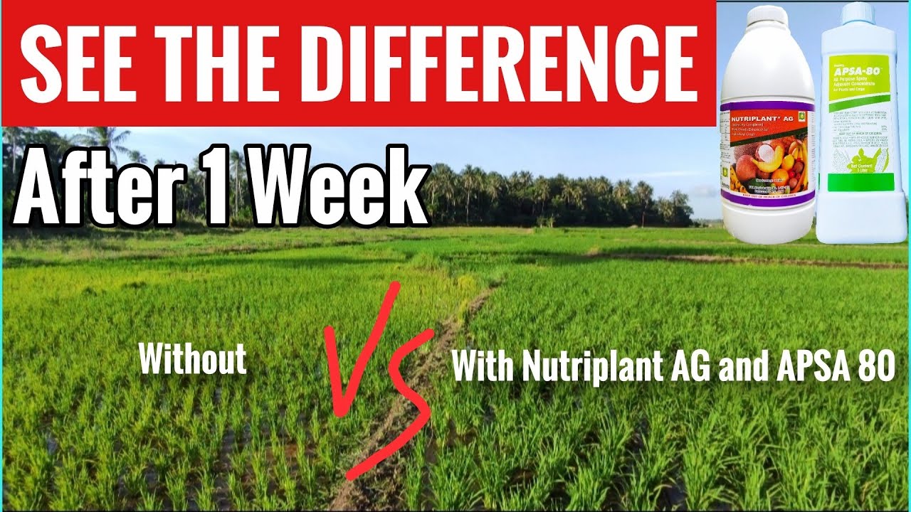 MUST SEE RESULTS OF NUTRIPLANT AG AND APSA 80 AFTER 1 WEEK IN RICE🇵🇭[FARMING IN THE PHILIPPINES ...