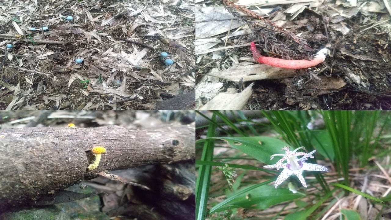 ソライロタケ、キツネノエフデ その他 Entoloma virescens,Mutinus bambusinus and Others ...