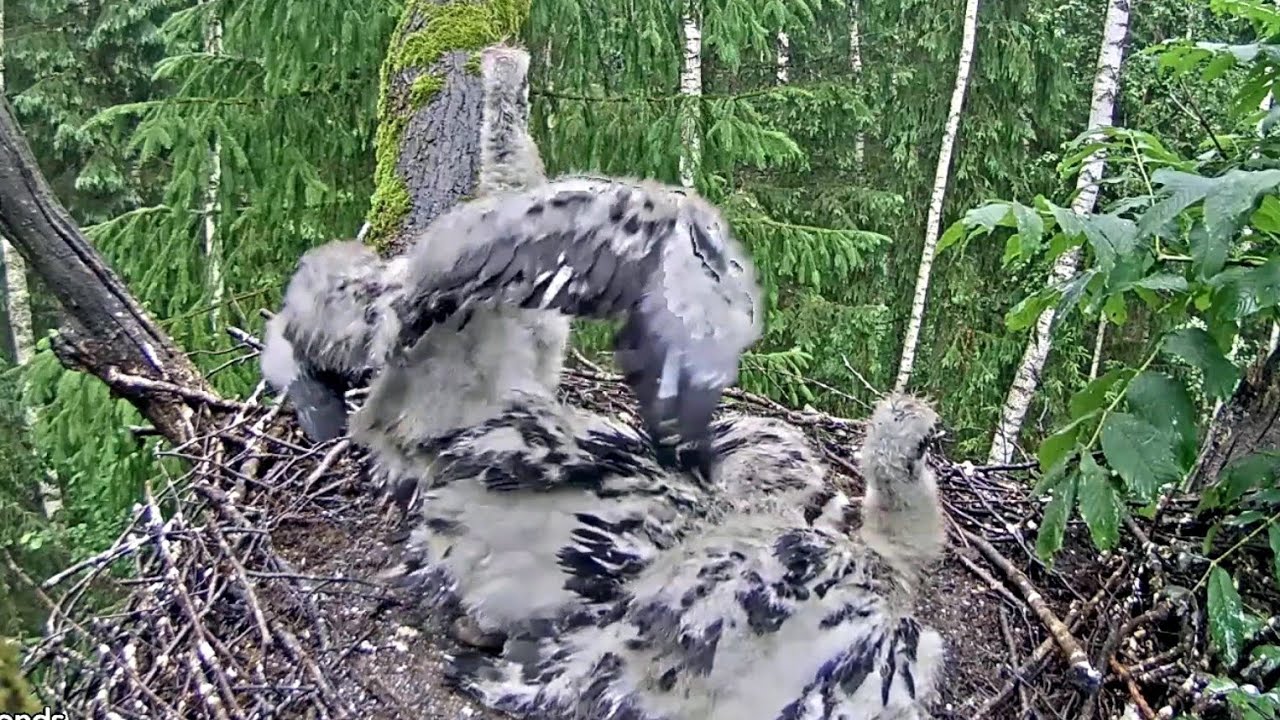 Melnais stārķis~ Storks are scared of noises on the ground~10:47 am ...