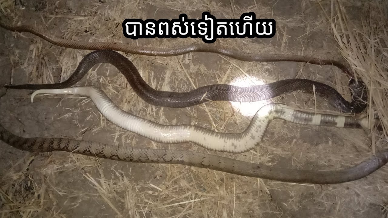 ជួបទៀតហើយ។ snake big #snake #snack #snapchat #snackvideo - YouTube