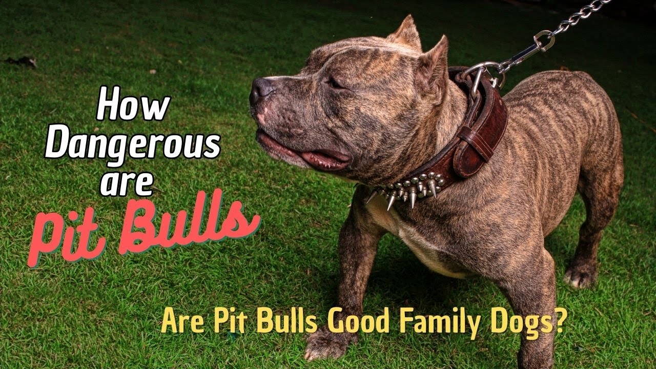 Are Pitbulls Good House Dogs