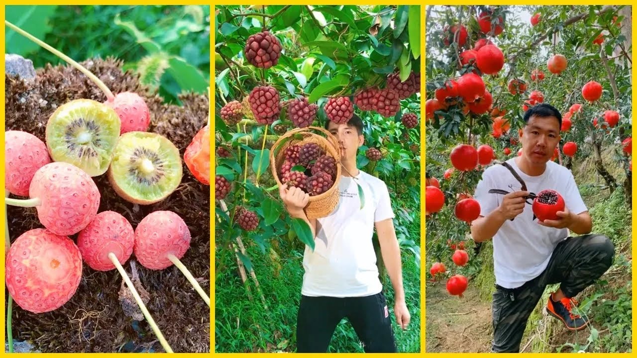 The freshest fruit garden in China 😍 Eating fruit at the garden P5 😍 ...