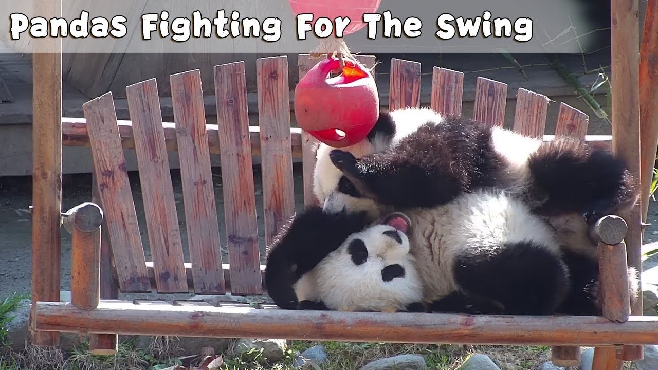 Pandas Fighting For The Swing | iPanda - YouTube