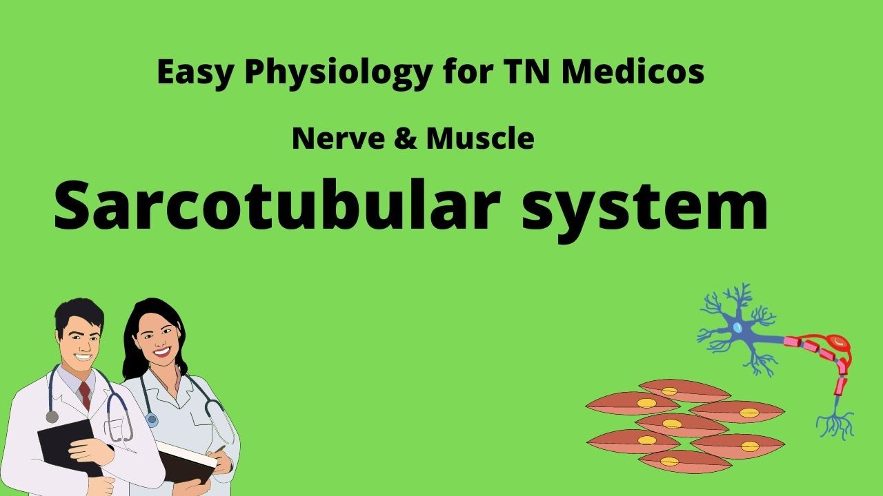 Sarcotubular system - YouTube