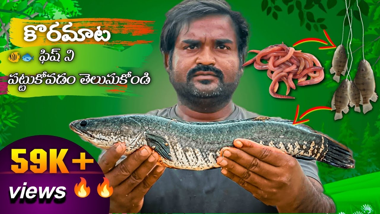 కోరమీను 🐠 ఫిష్ ని పట్టుకోవడం ఎలా?||how to catch sneak head fish in ...
