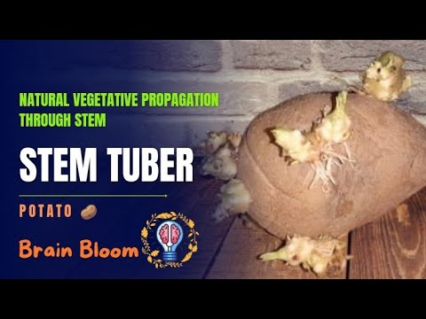 Stem Tuber / #Natural_Vegetative_Propagation / #asexual_reproduction ...