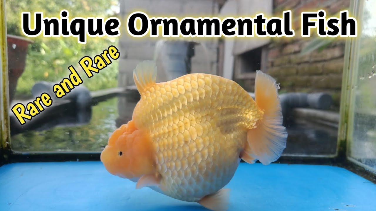 Unique and Saucy Ranchu Goldfish - YouTube