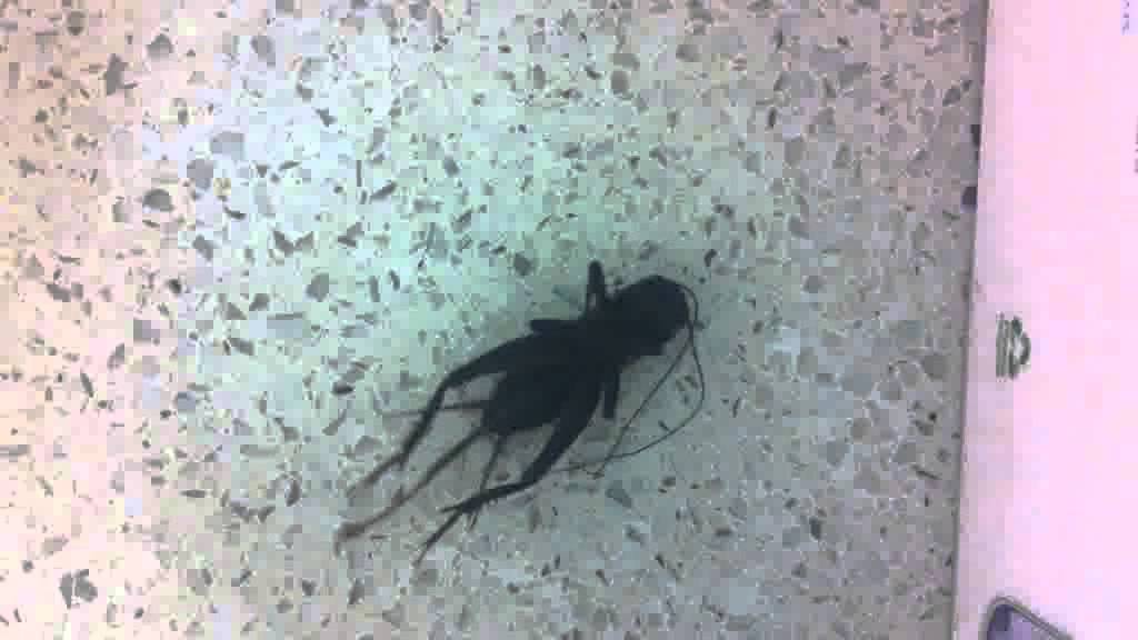 Ukulele Bug - Myrgatroid - YouTube