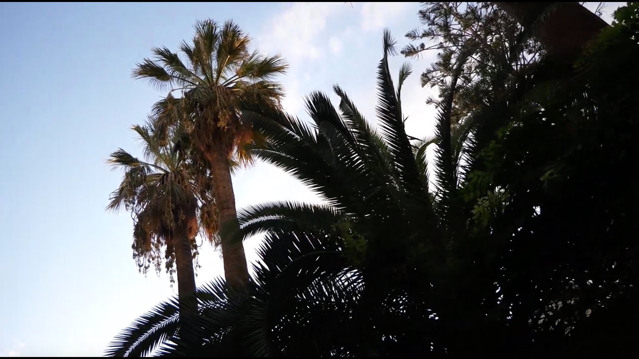 SULF & PAMPLOOZ - FENG SHIT - YouTube