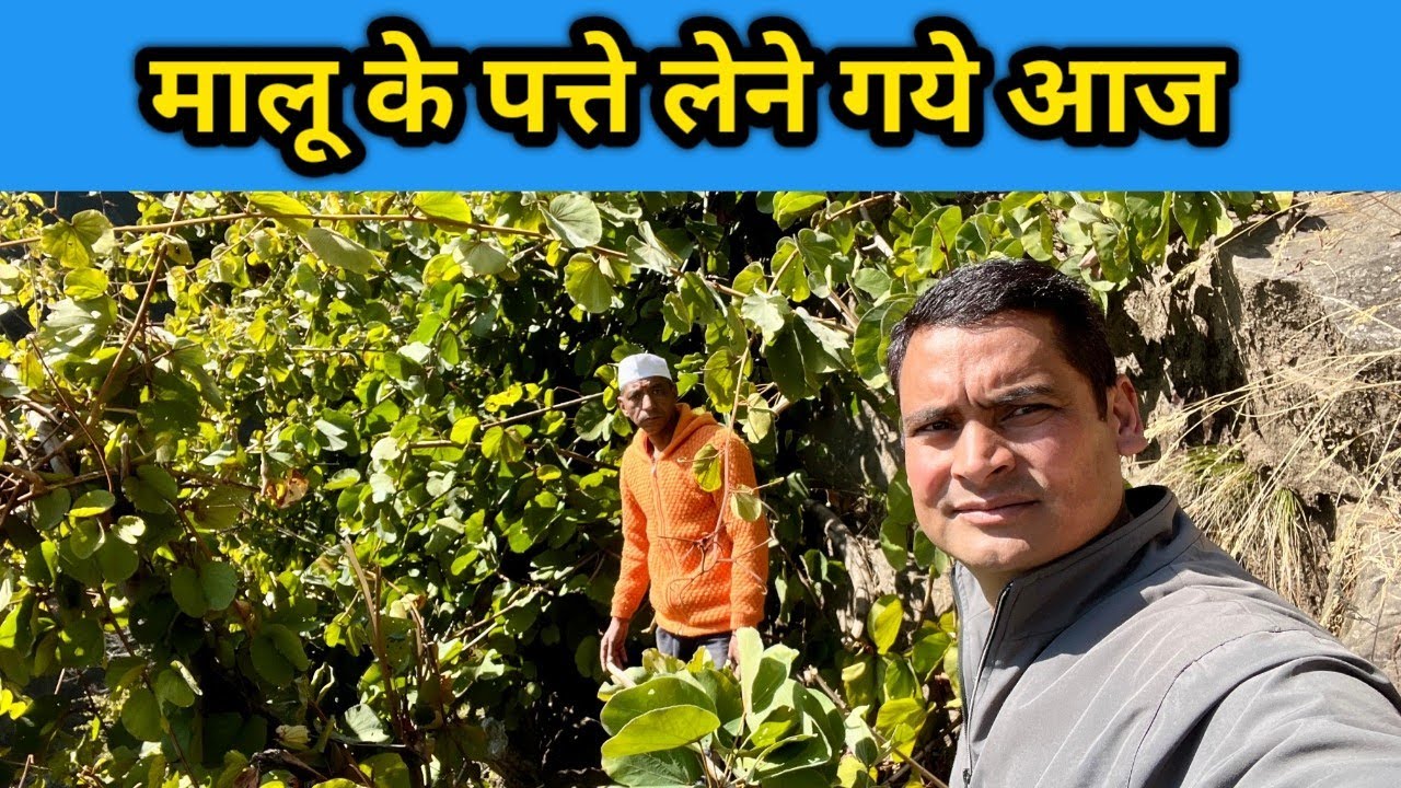 मालू के पत्ते लेने गये आज || Pahadi Lifestyle Vlog || Sukhdev Bhandari - YouTube