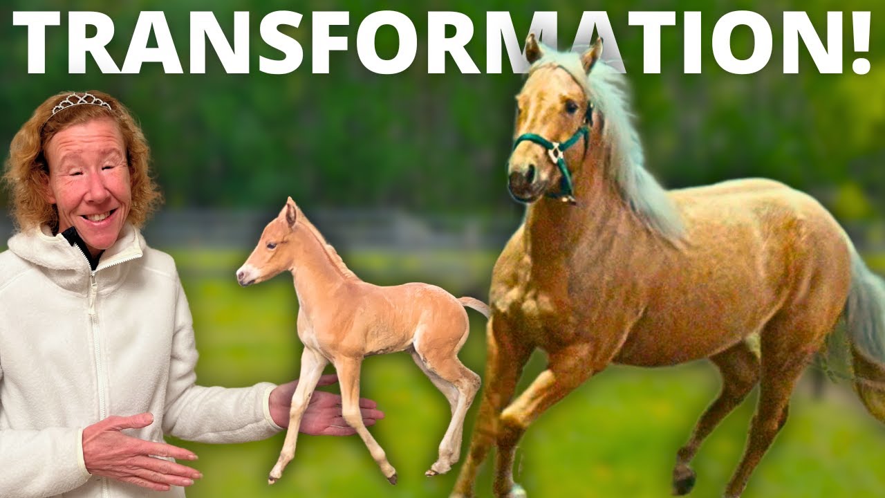 Horse Transformation: my foal grew up to be a stunning horse!🔥⭐️ - YouTube