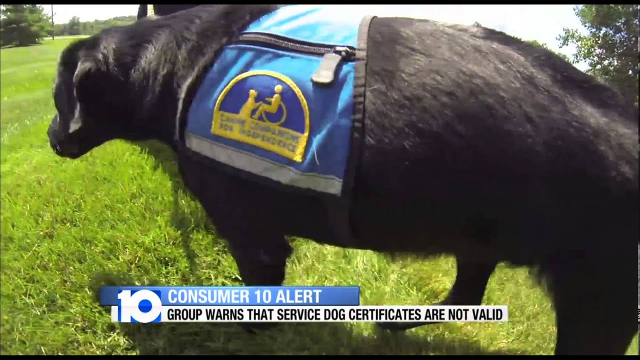 Service Dog Scam - YouTube