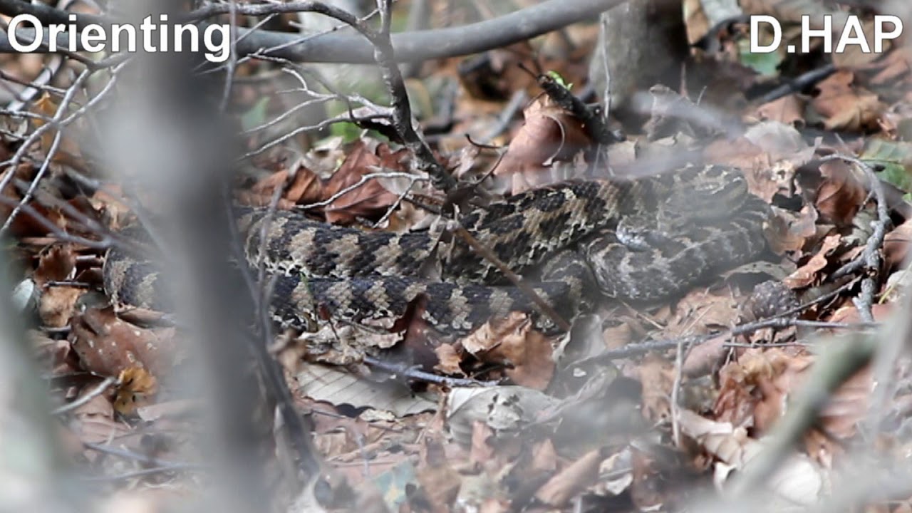 [D.HAP] 까치살모사의 짝짓기행동 (Courtship behaviors of Short-tailed viper snake ...