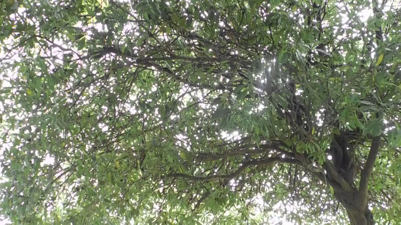 Alvaro Sierra Devia - Luces - YouTube