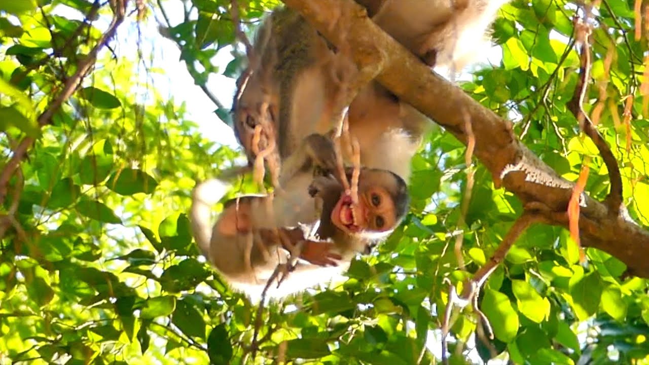 Mama Monkey Emila discipline Little Monkey Emilo make him cry so sadly ...