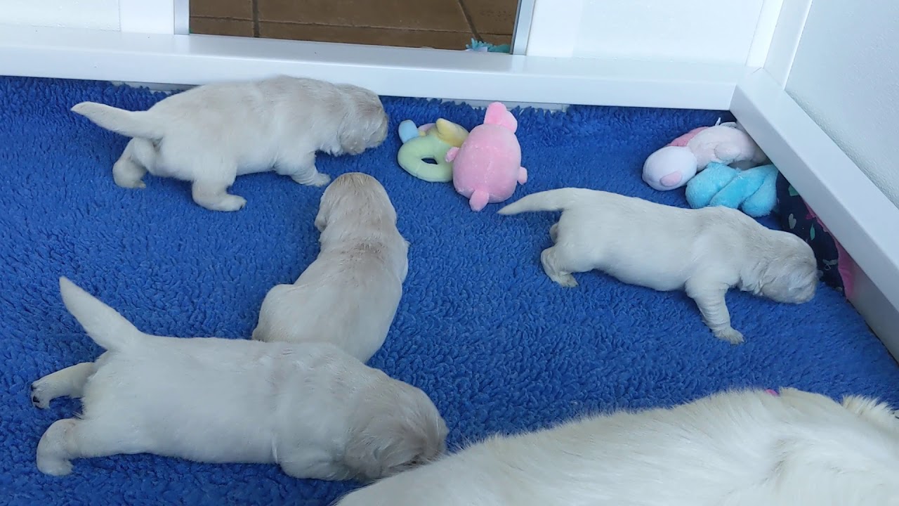 Puppies learning to walk - YouTube