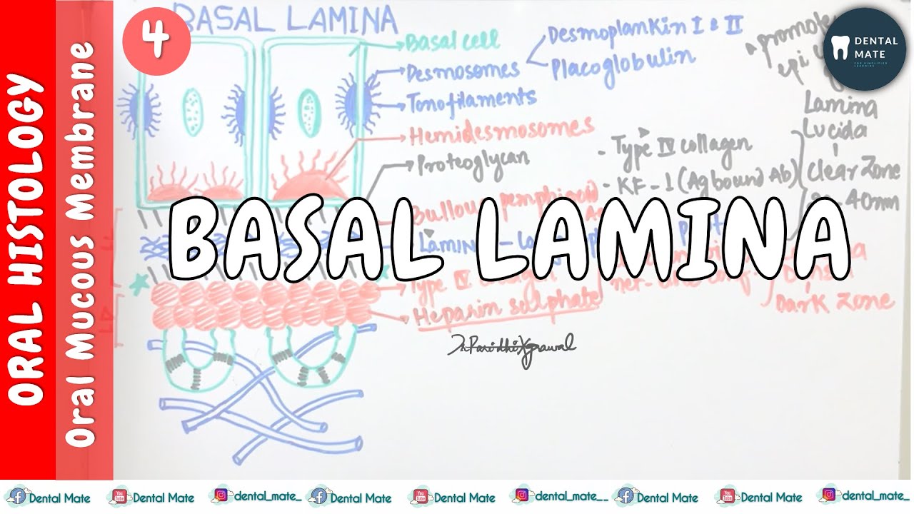 Basal Lamina Histology