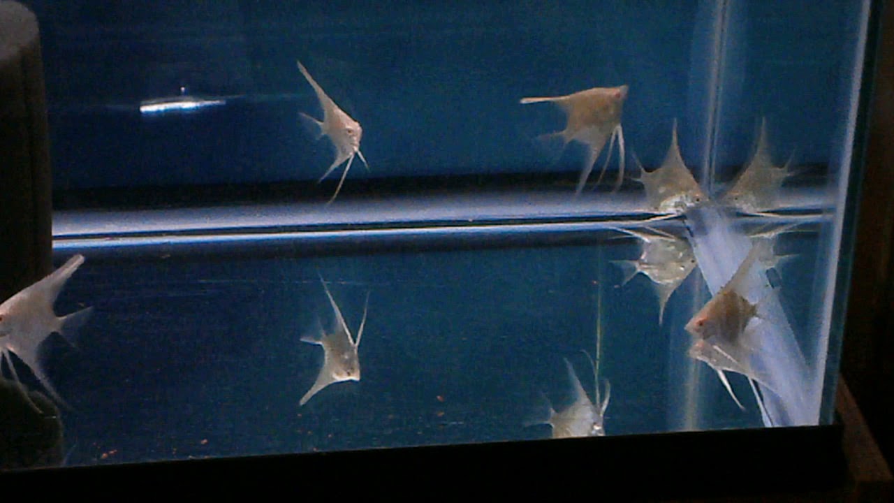 ALBINO DANTUM ANGELFISH - YouTube