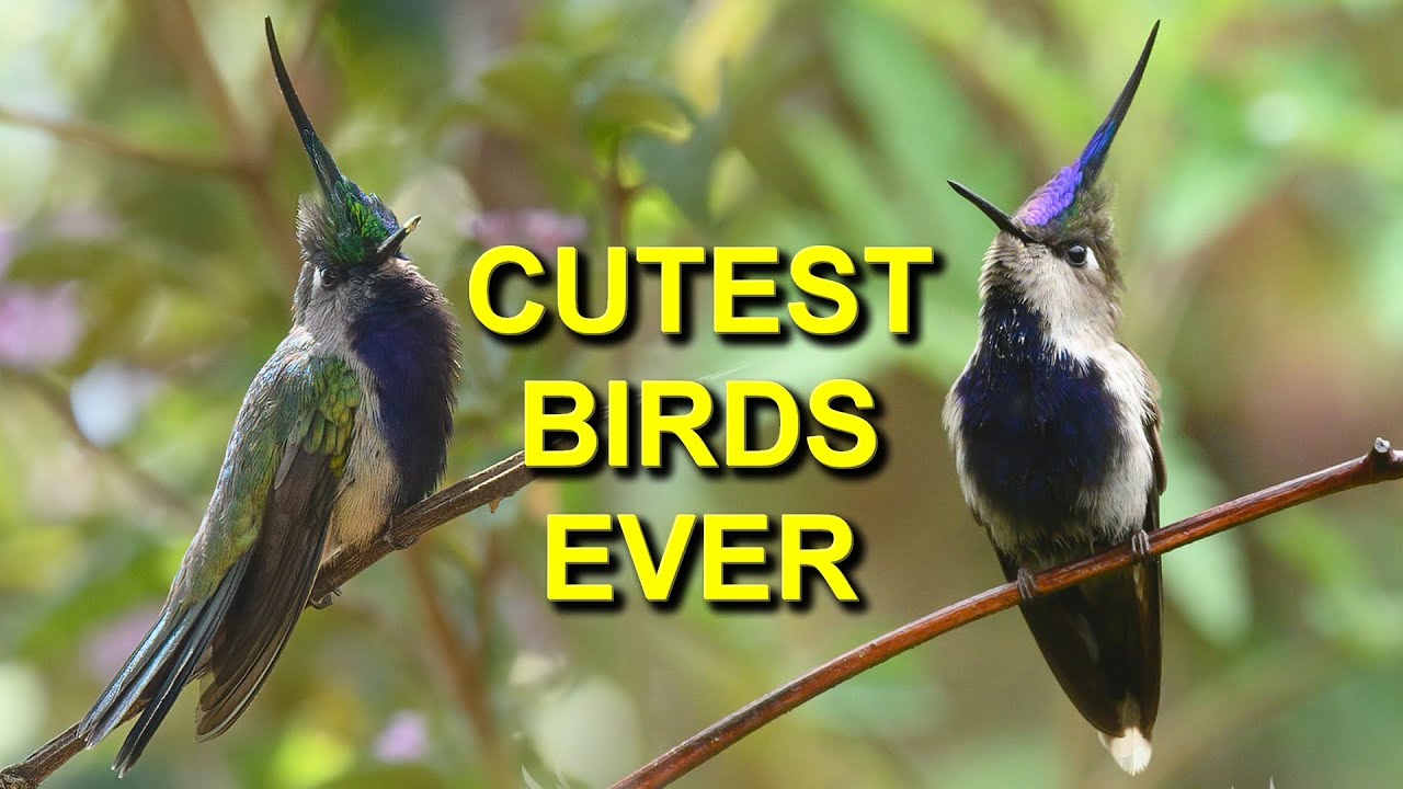 Cutest Hummingbirds You Have Ever Seen - YouTube