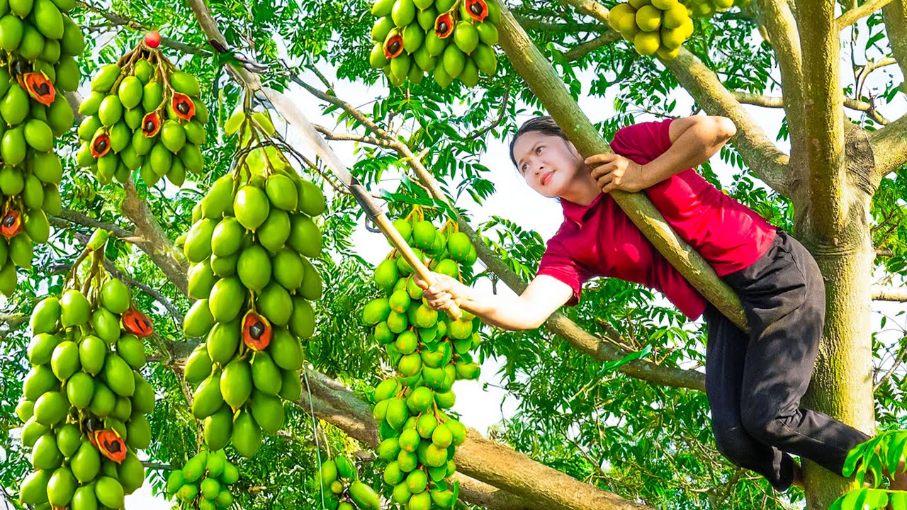 Harvesting America TOAD FRUIT Selling at the market, Make delicious ...